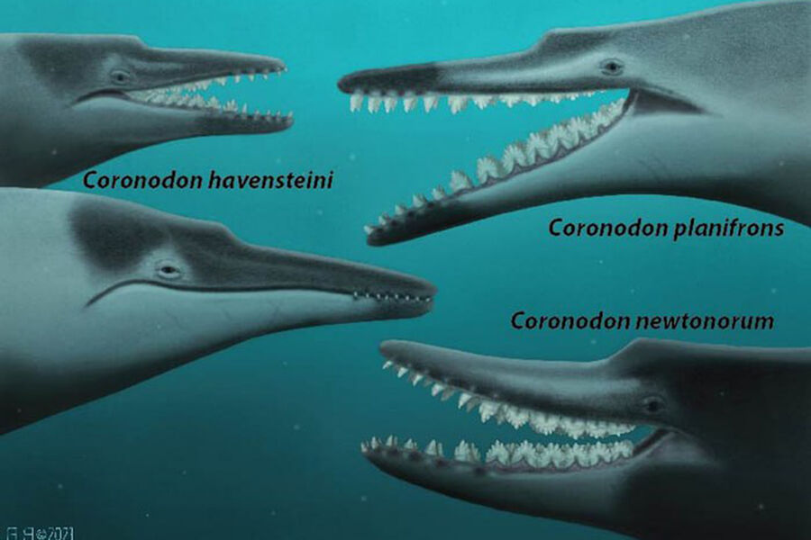 Палеонтологи открыли новый вид зубатых китов возрастом 30 млн лет ...