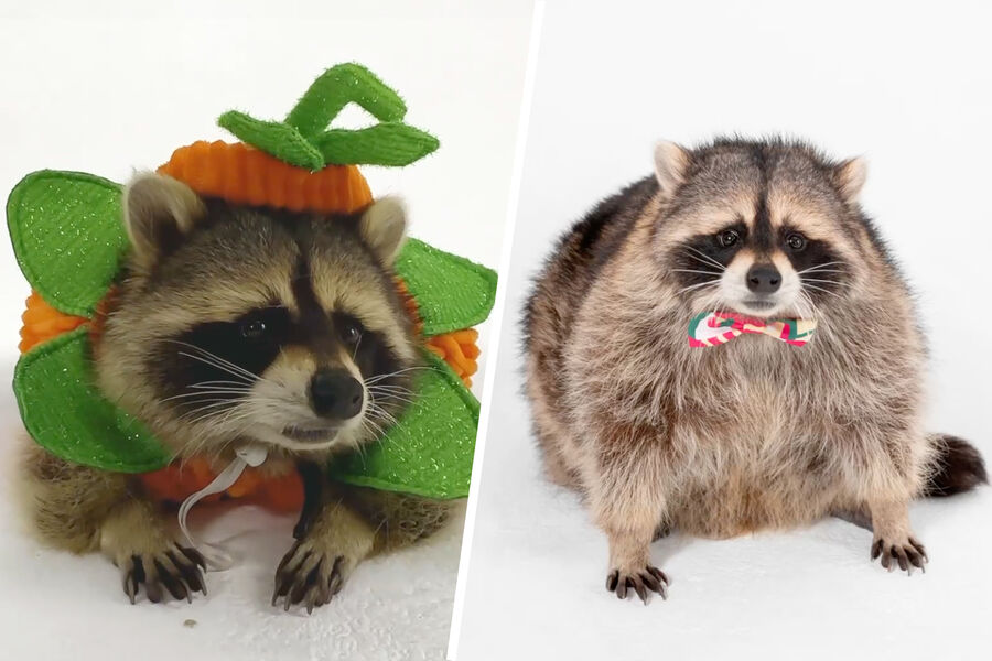 Russia's most popular raccoon became a clothing model for pets 16:02 ...