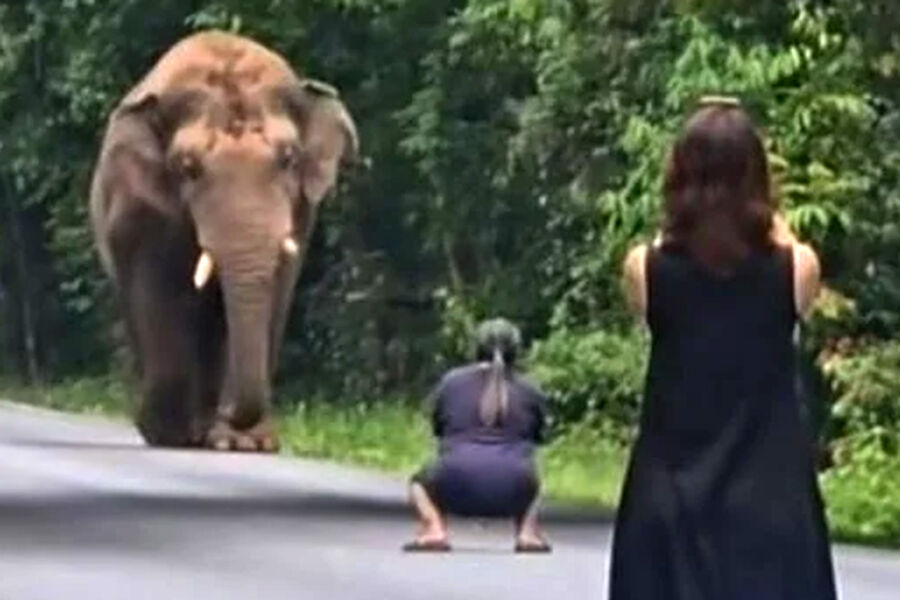 В Таиланде туриста оштрафовали за фото дикого слона - Газета.Ru | Новости